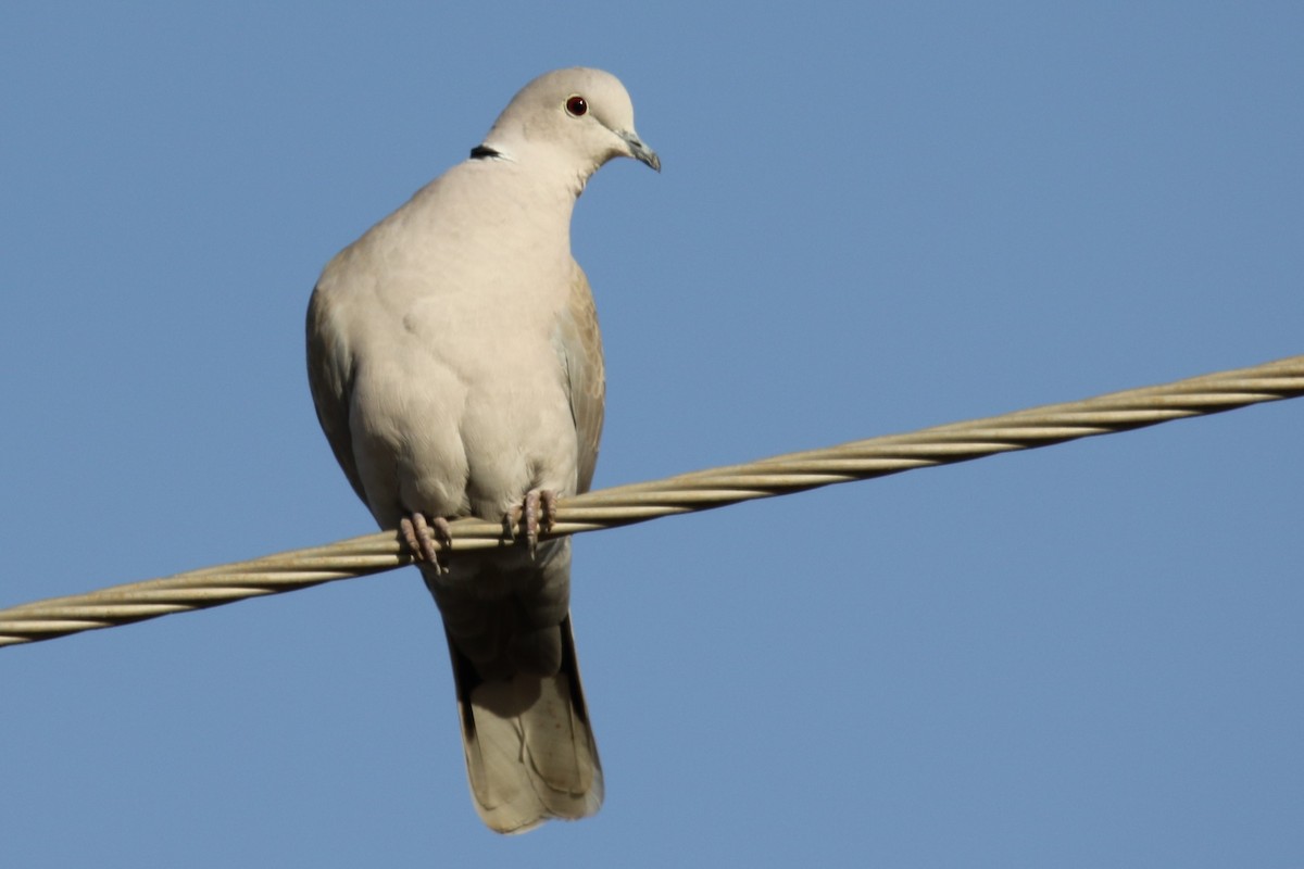 eBird Checklist - 28 Jan 2024 - Red Rock Feedlot - 20 species