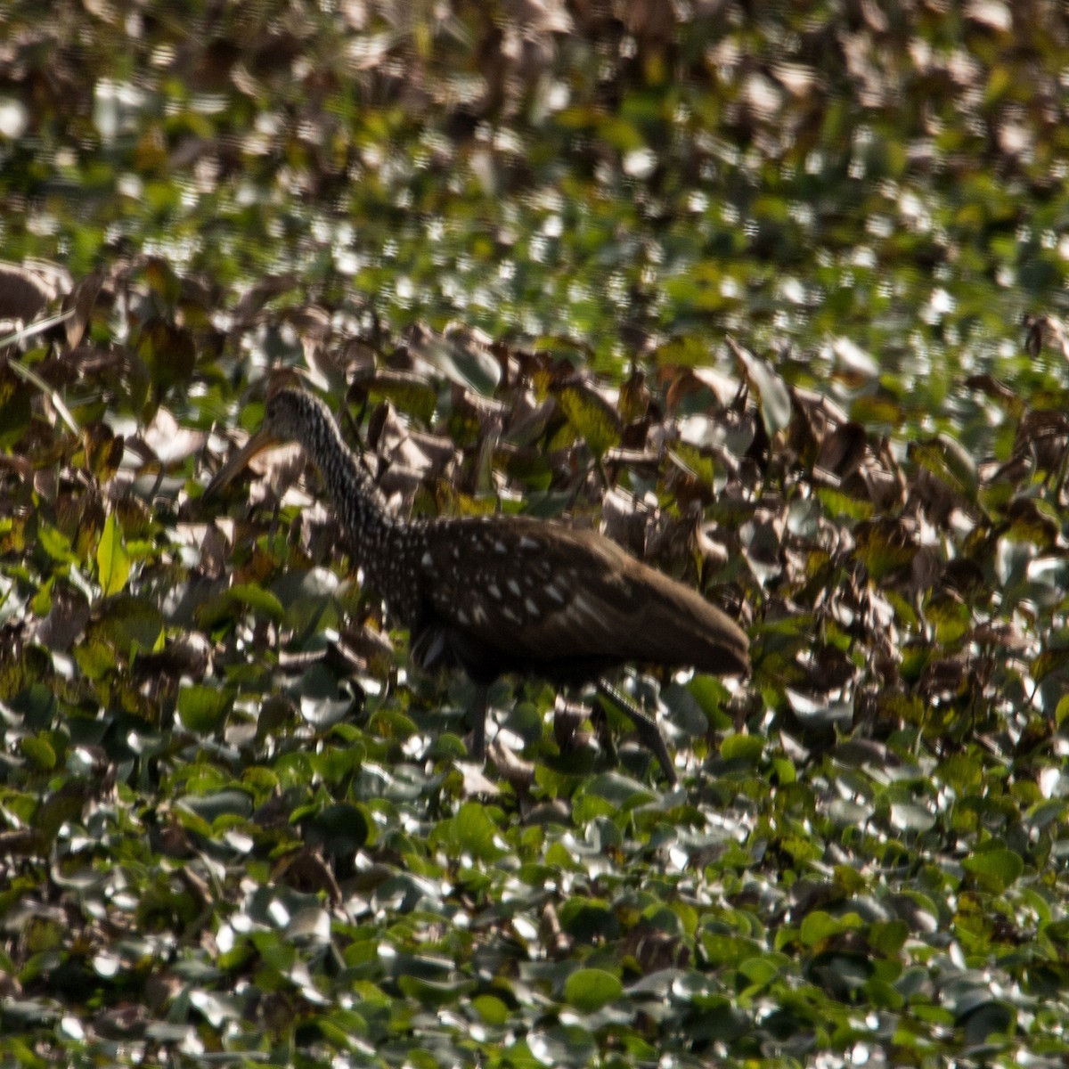 eBird Checklist - 19 Jan 2024 - Paynes Prairie Preserve SP--US-441 observation deck - 7 species