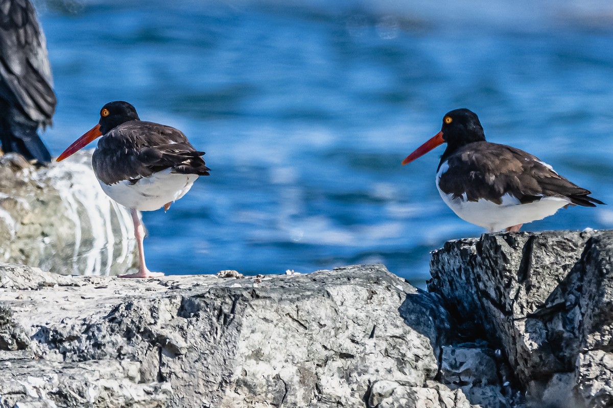 eBird Checklist - 25 Jan 2024 - Punta Negra - 19 species