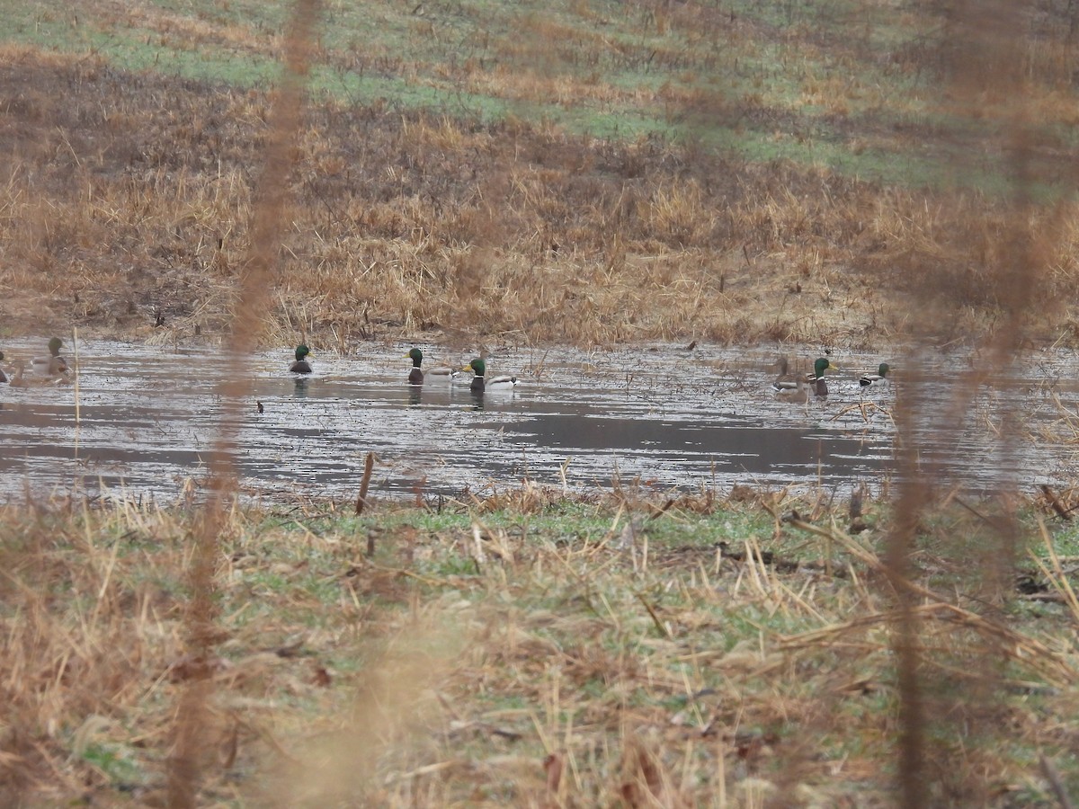 Pennsylvania Bird Atlas Checklist - 28 Jan 2024 - State Game Lands 290--Haldeman Island - 12 species