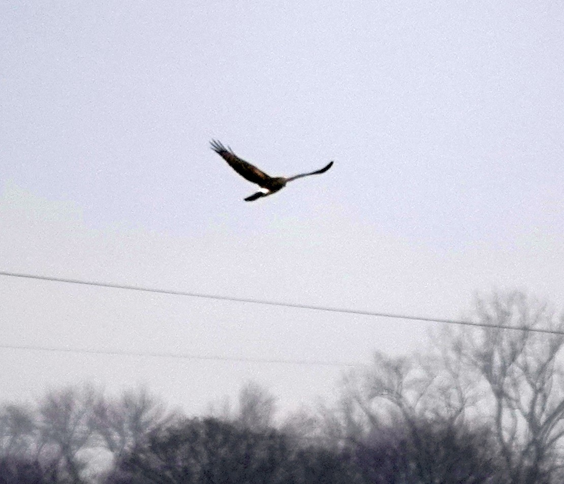 eBird Checklist - 28 Jan 2024 - Masserant Road - 1 species