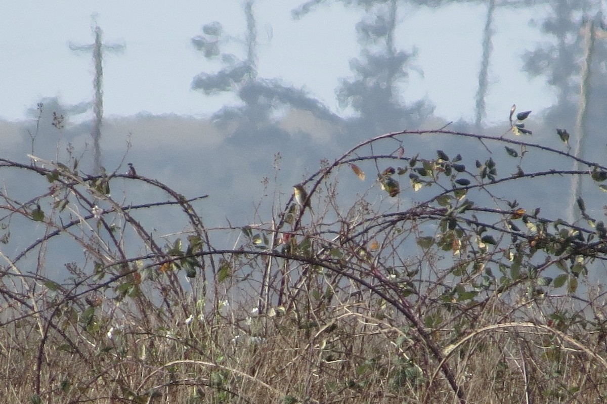eBird Checklist - 28 Jan 2024 - Arcata Marsh and Wildlife Sanctuary - 2 ...
