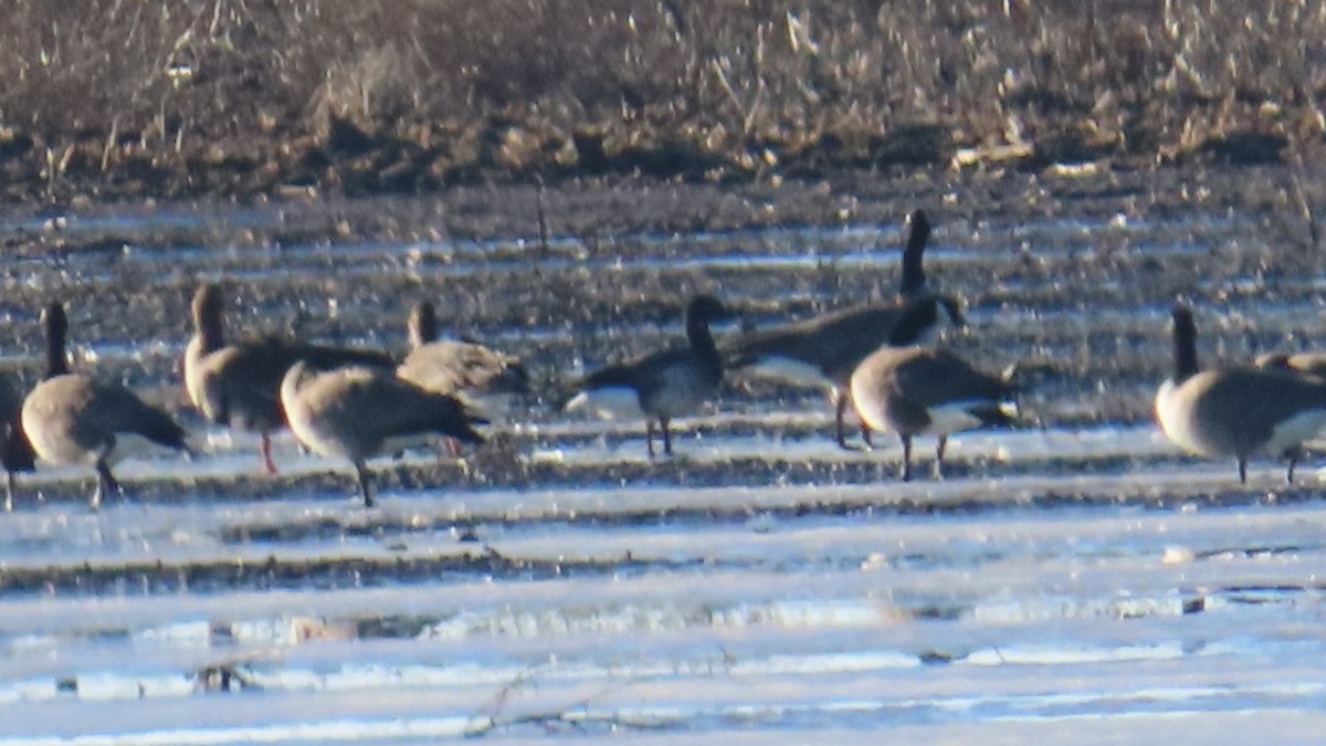eBird Checklist - 28 Jan 2024 - Cheyenne Bottoms - Pool 2 NE 60 Road ...