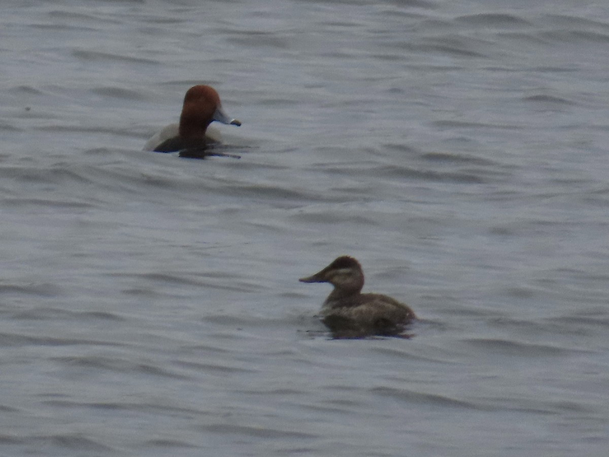 Pennsylvania Bird Atlas Checklist - 28 Jan 2024 - Marsh Creek SP - 9 species