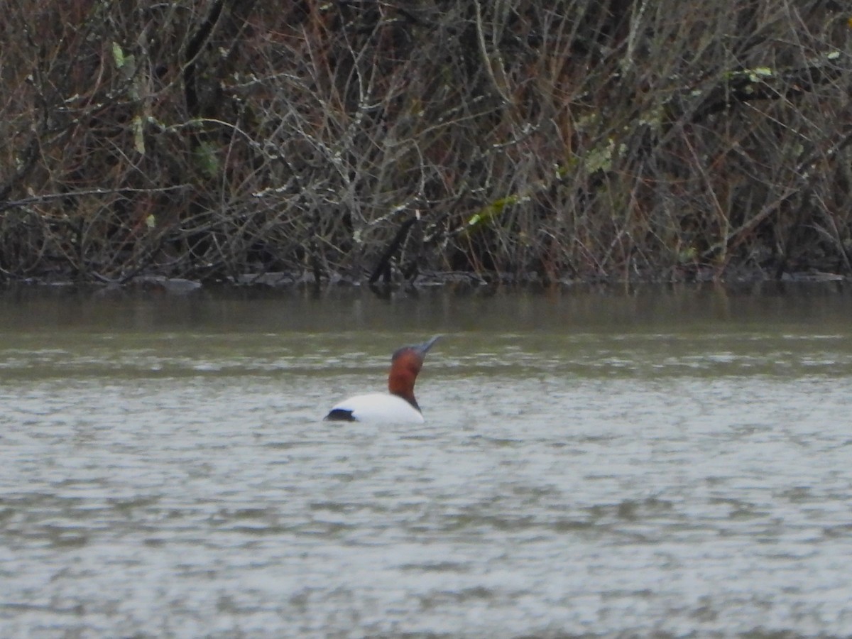 Pennsylvania Bird Atlas Checklist - 28 Jan 2024 - Lake Oneida - 10 species