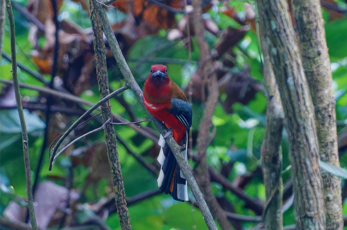 eBird Checklist - 20 Jan 2024 - Namdapha NP & Surroundings--Deban - 37 ...