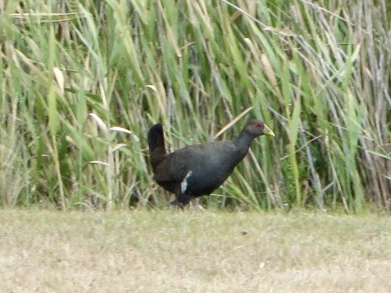 eBird Checklist - 20 Jan 2013 - Bichino area - 1 species