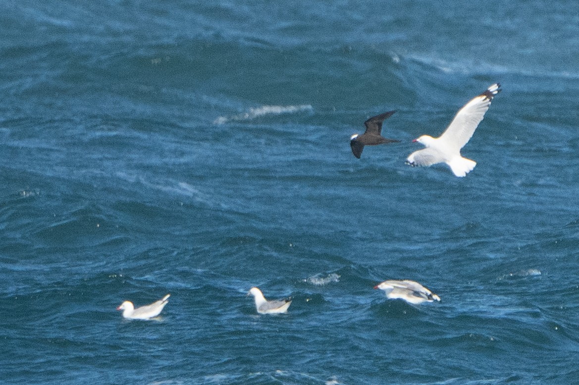 eBird Checklist - 29 Jan 2024 - Blacksmiths Breakwall - 1 species