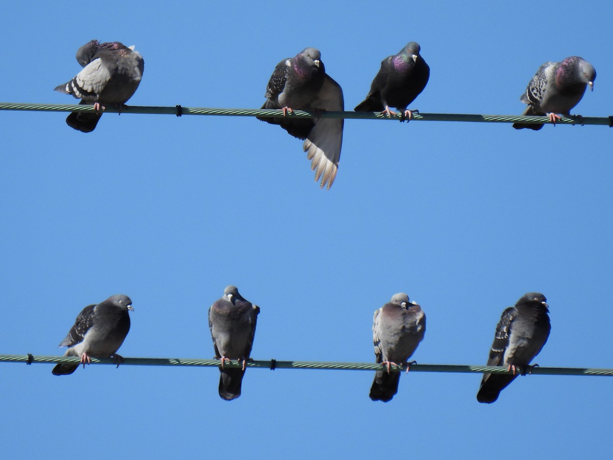 eBird Checklist - 29 Jan 2024 - 藤沢市--境川--東西橋と立石橋の間 (Fujisawa--Sakai ...