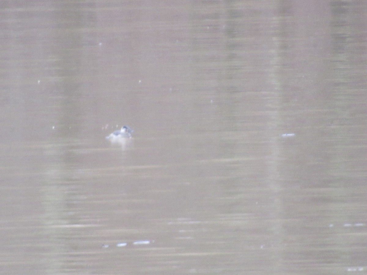 eBird Checklist - 28 Jan 2024 - Sandy Lee Watkins Co. Park - 7 species eBird Checklist - 28 Jan 2024 - Sandy Lee Watkins Co. Park - 7 species