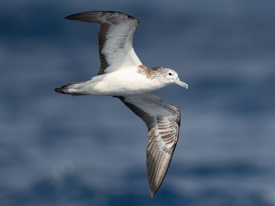 Streaked Shearwater - eBird