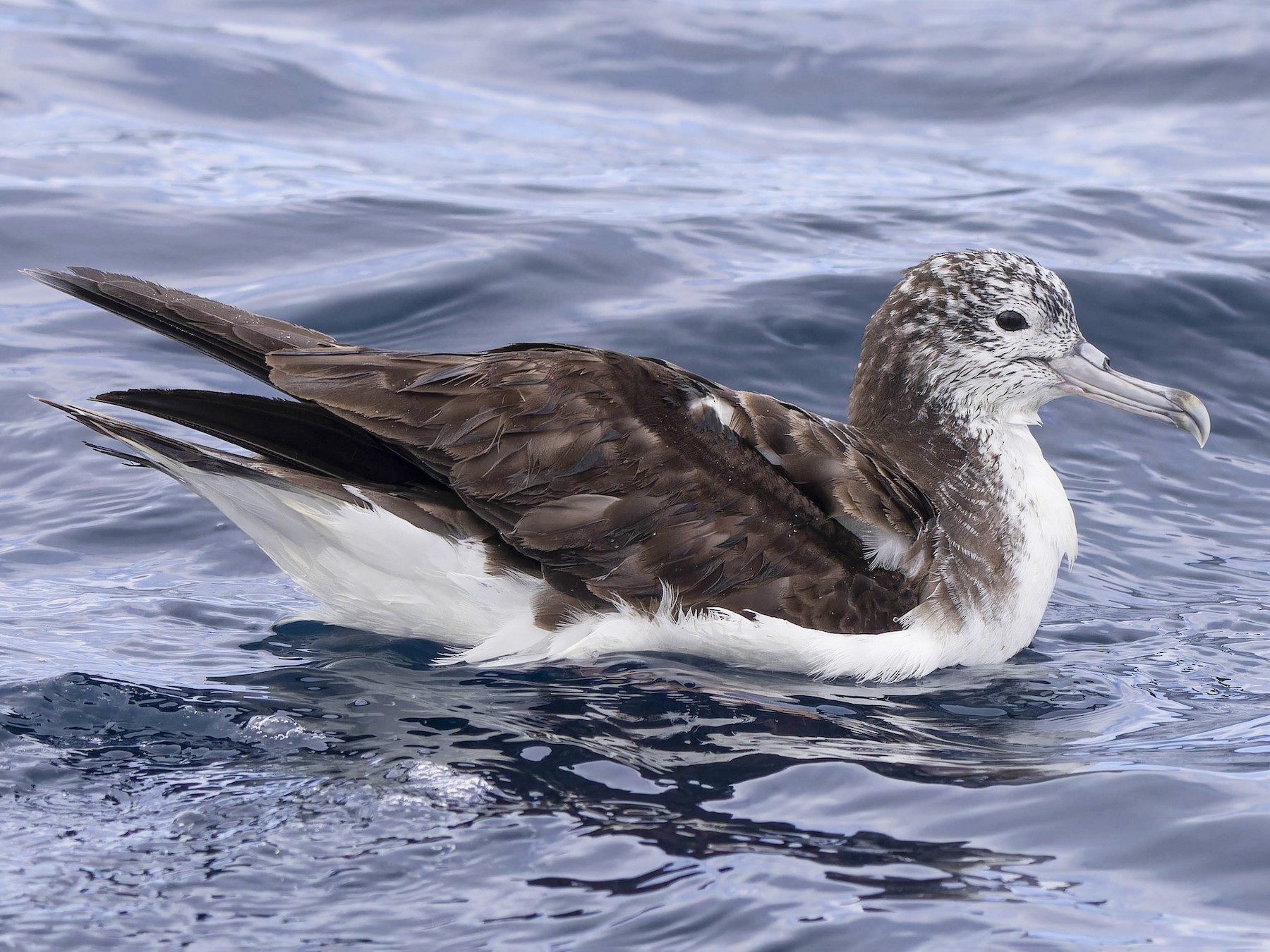 Streaked Shearwater - eBird