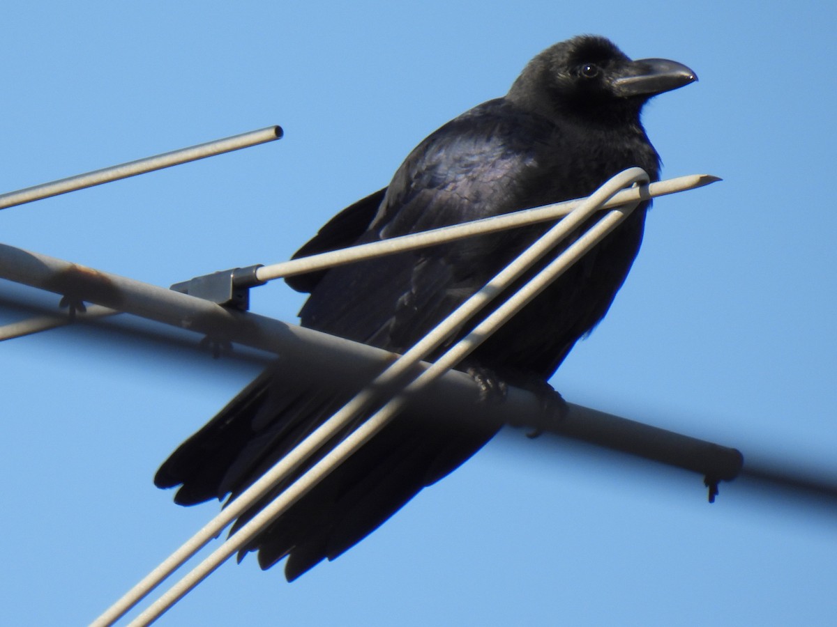 eBird Checklist - 29 Jan 2024 - 藤沢市--湘南台公園 (Fujisawa--Shonandai Park) - 3 species (+1 other taxa)