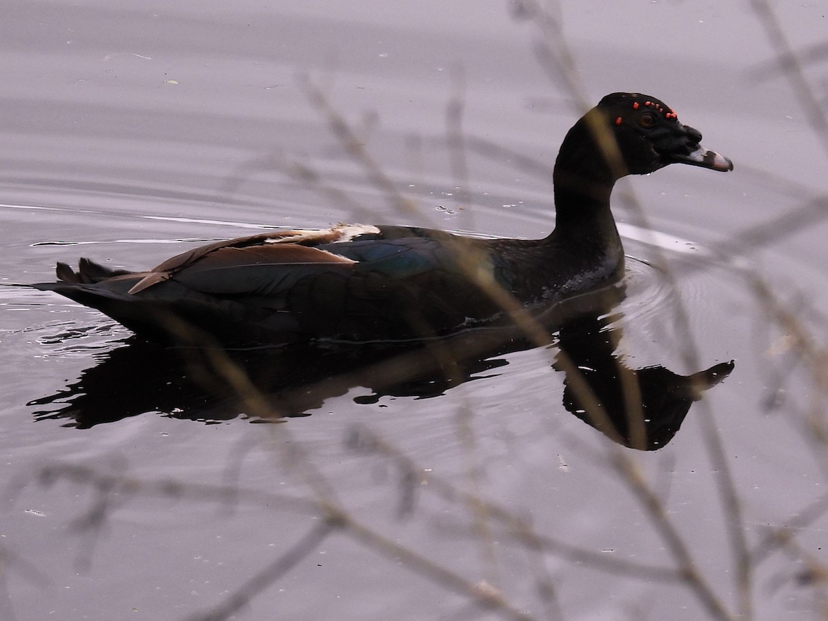 eBird Checklist - 27 Jan 2024 - PE Restinga de Bertioga--Praia de Itaguaré - 7 species