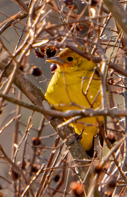 North Carolina Bird Atlas Checklist - 18 Jan 2024 - Stakeout Western ...