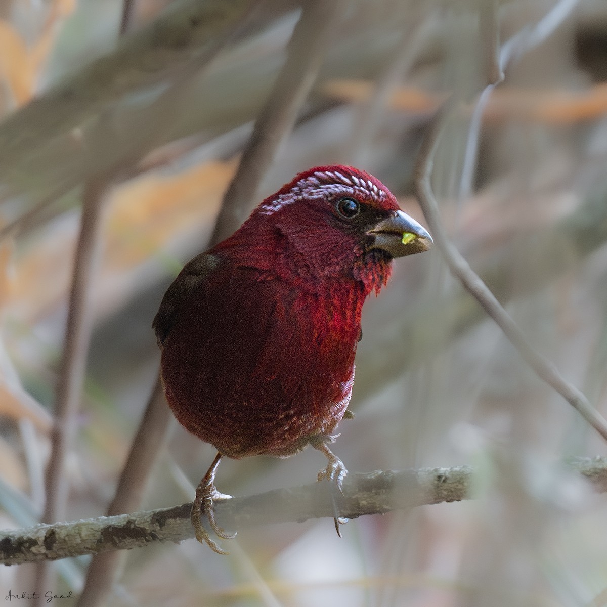 eBird Checklist - 28 Jan 2024 - Nainital - 9 species