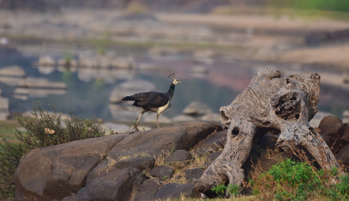 eBird Checklist - 27 Jan 2024 - Biligundlu, Melagiri Hills - 85 species