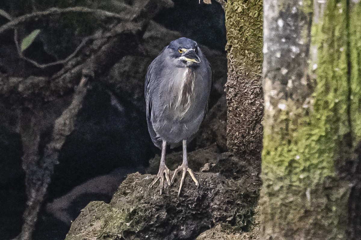 eBird Checklist - 20 Oct 2023 - Santa Cruz--Puerto Ayora área general ...