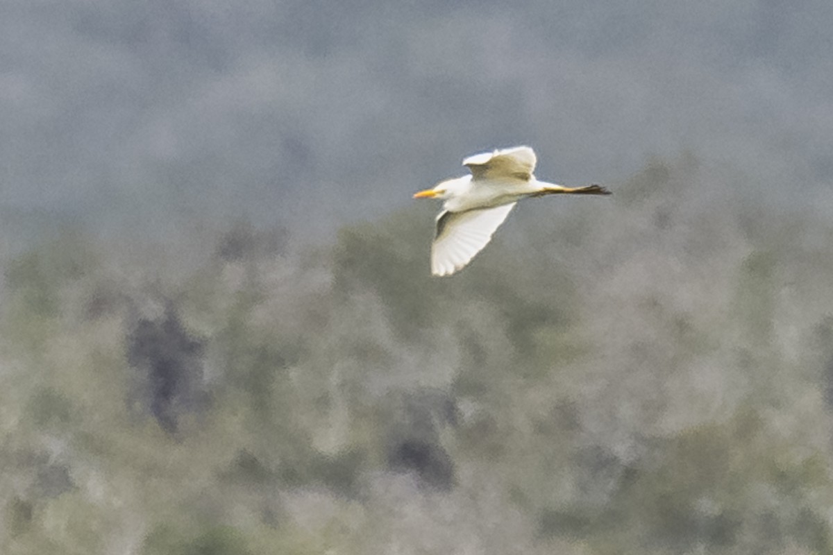 eBird Checklist - 20 Oct 2023 - Santa Cruz--Puerto Ayora área general ...