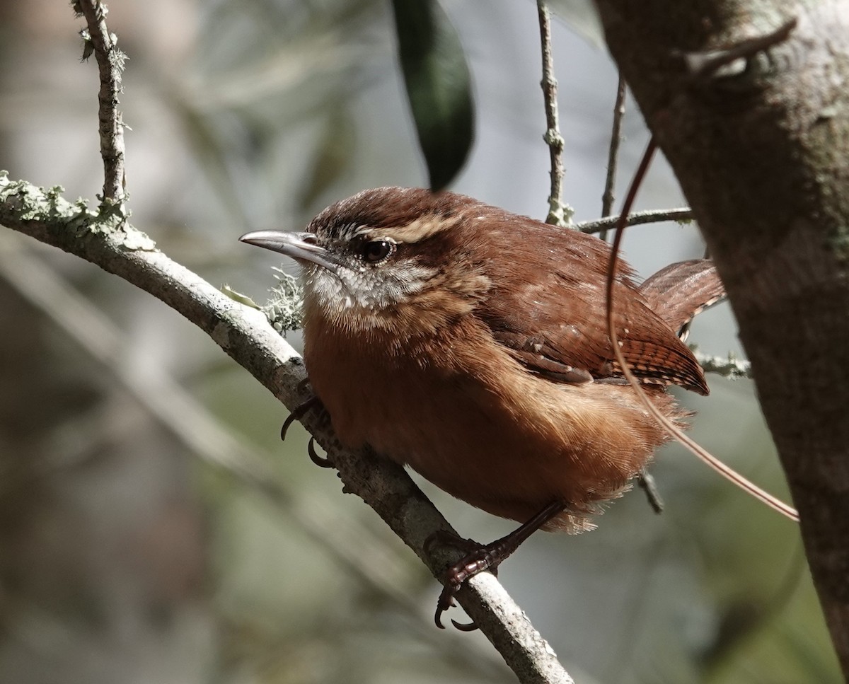 eBird Checklist - 29 Jan 2024 - My Backyard - 16 species