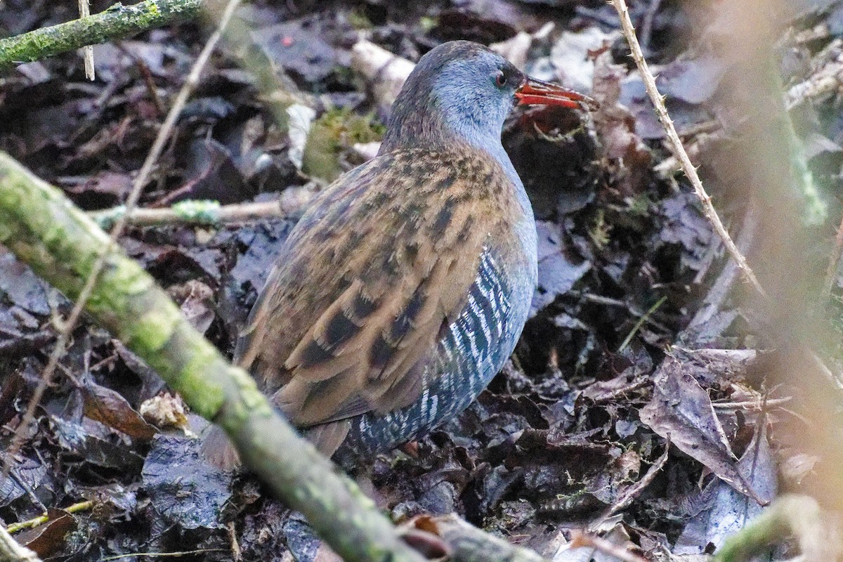eBird Checklist - 29 Jan 2024 - Titchwell Marsh RSPB Reserve - 42 species
