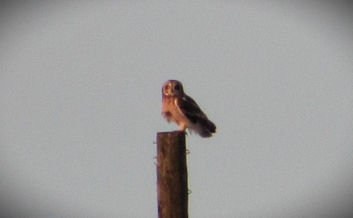 Pennsylvania Bird Atlas Checklist - 22 Jan 2024 - Panhandle Trail--Midway/Bulger Area - 6 species