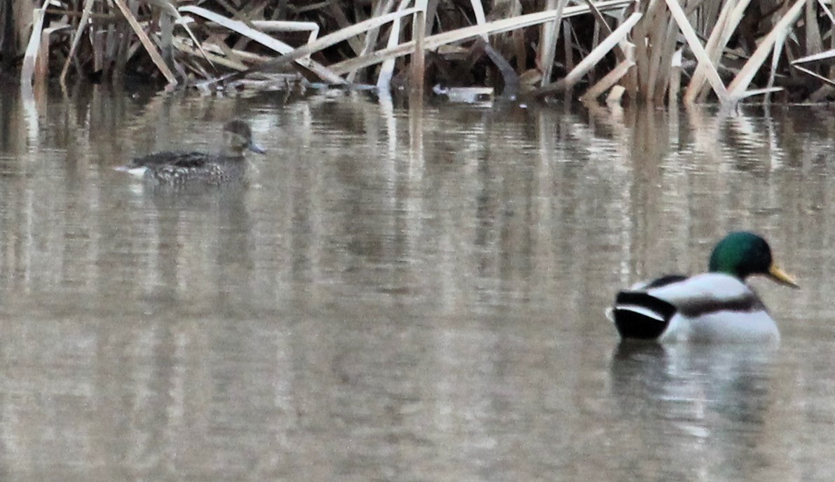 Pennsylvania Bird Atlas Checklist - 29 Jan 2024 - Canonsburg Lake - 6 species