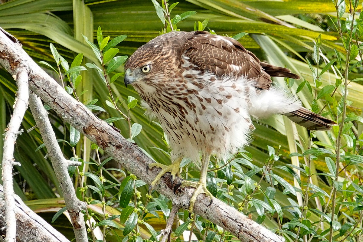 eBird Checklist - 29 Jan 2024 - Leffis Key - 23 species