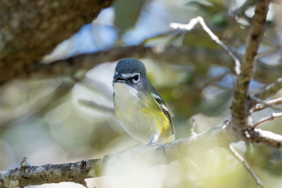 eBird Checklist - 29 Jan 2024 - Orchard View Park - 13 species