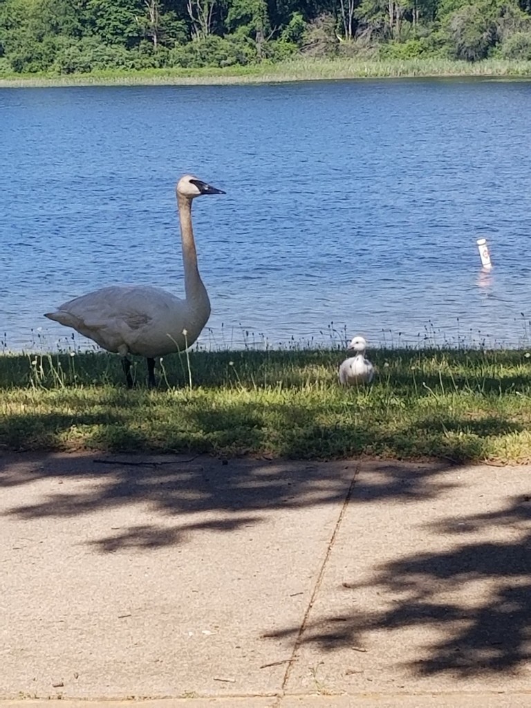 eBird Checklist - 14 Jun 2021 - Cold Brook County Park - 1 species eBird Checklist - 14 Jun 2021 - Cold Brook County Park - 1 species