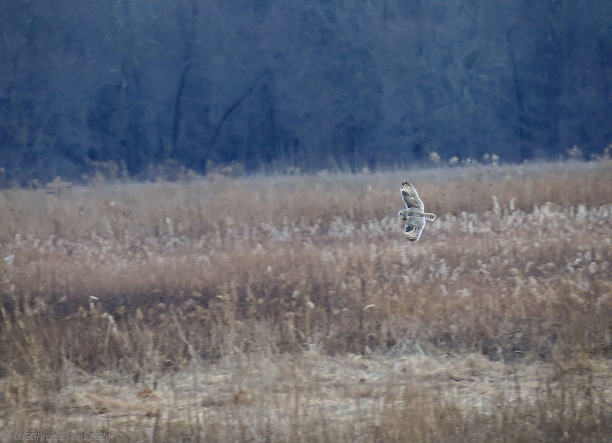 eBird Checklist - 27 Jan 2024 - Wallkill River NWR - 16 species