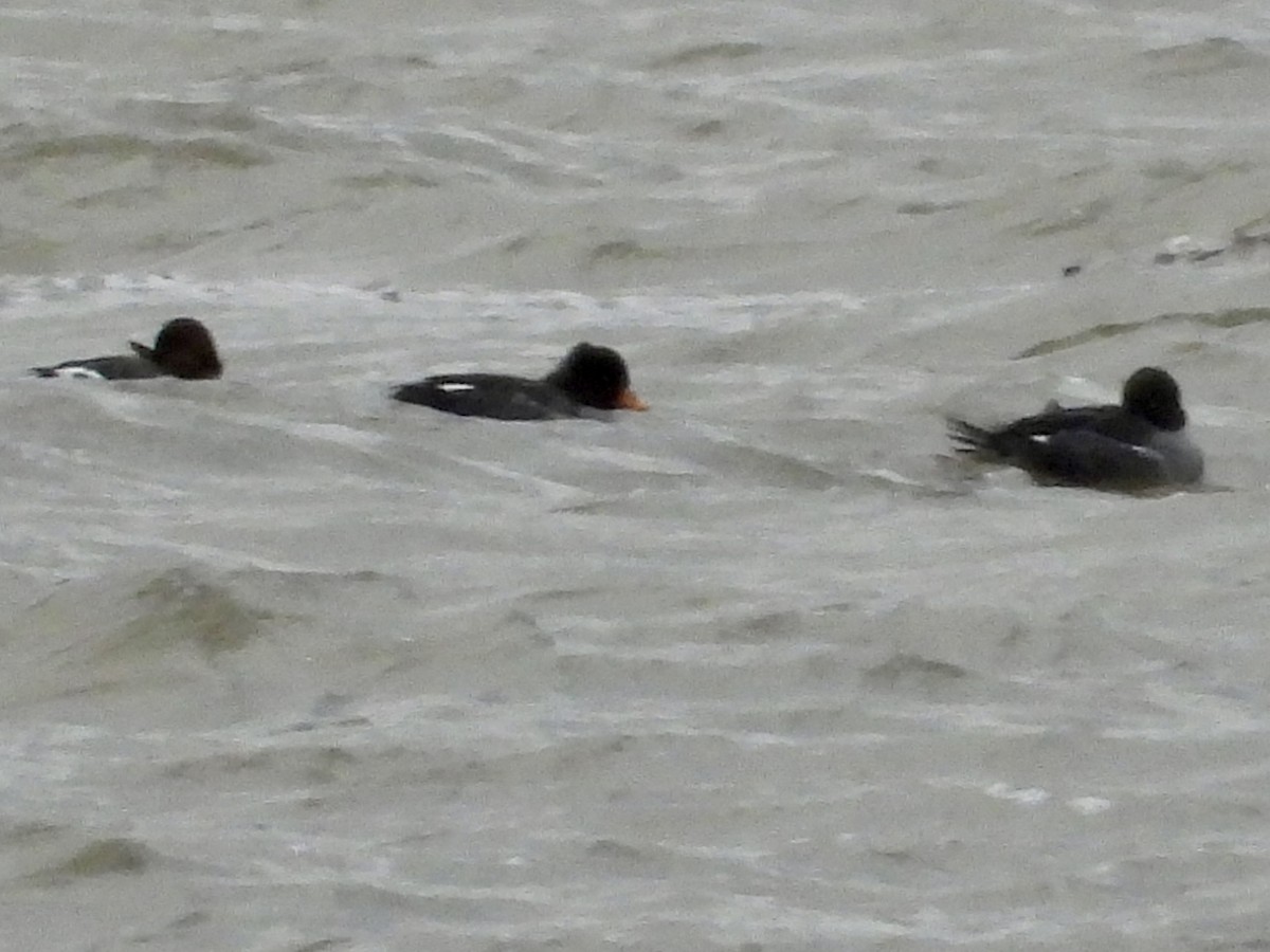 eBird Checklist - 29 Jan 2024 - George Freer Memorial Beach - 4 species