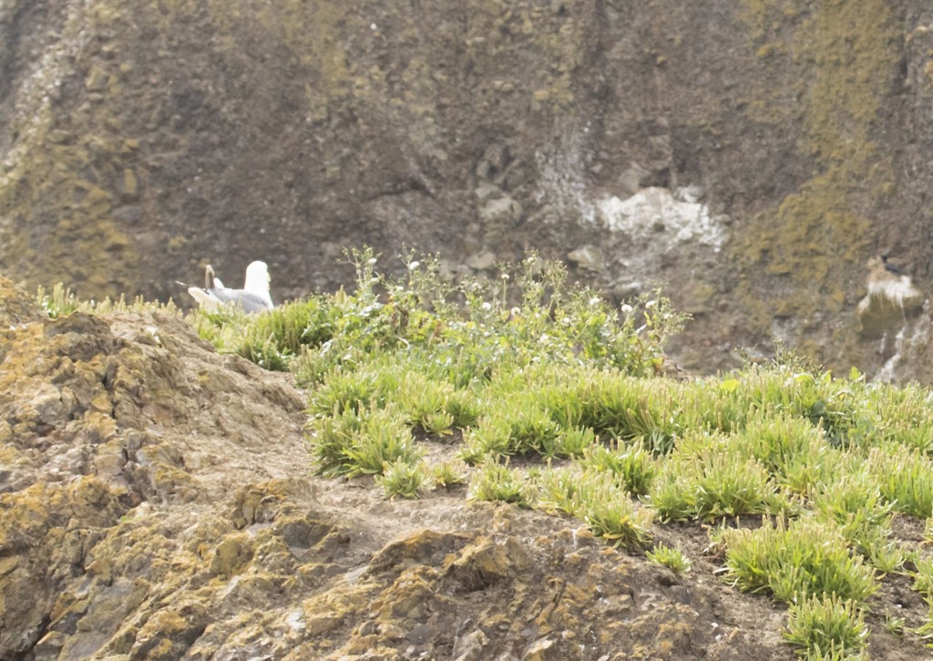 eBird Checklist - 9 Jul 2022 - Haystack Rock - 1 species