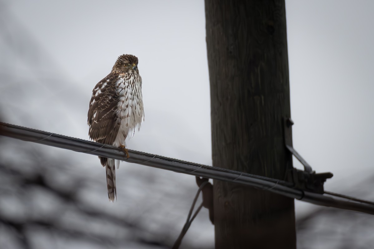 eBird Checklist - 27 Jan 2024 - PEC - Big Island - 16 species