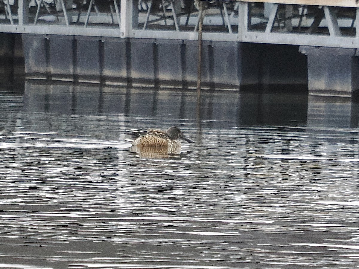 Pennsylvania Bird Atlas Checklist - 29 Jan 2024 - Raystown Lake--Seven Points Rec. Area - 12 species