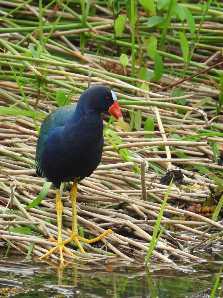 eBird Checklist - 28 Jan 2024 - Medio Queso wetland - 12 species