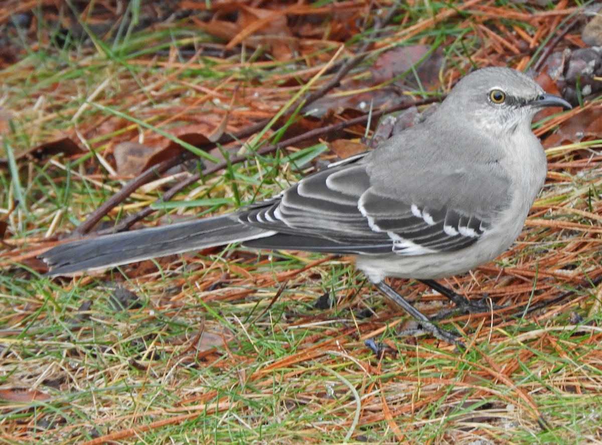 eBird Checklist - 29 Jan 2024 - stakeout Red-flanked Bluetail ...