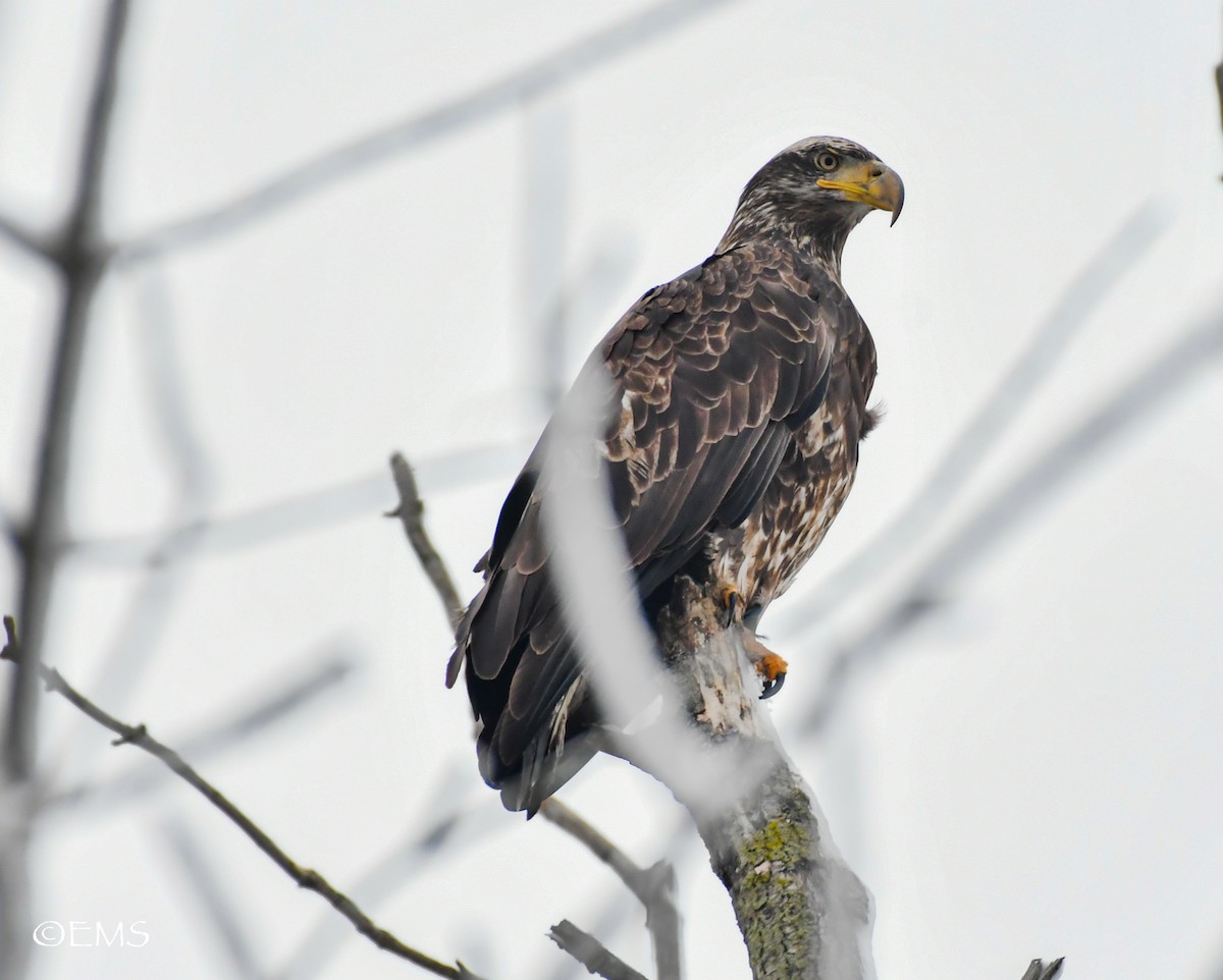 eBird Checklist - 29 Jan 2024 - Mendon Ponds Park--Quaker Pond Trail ...