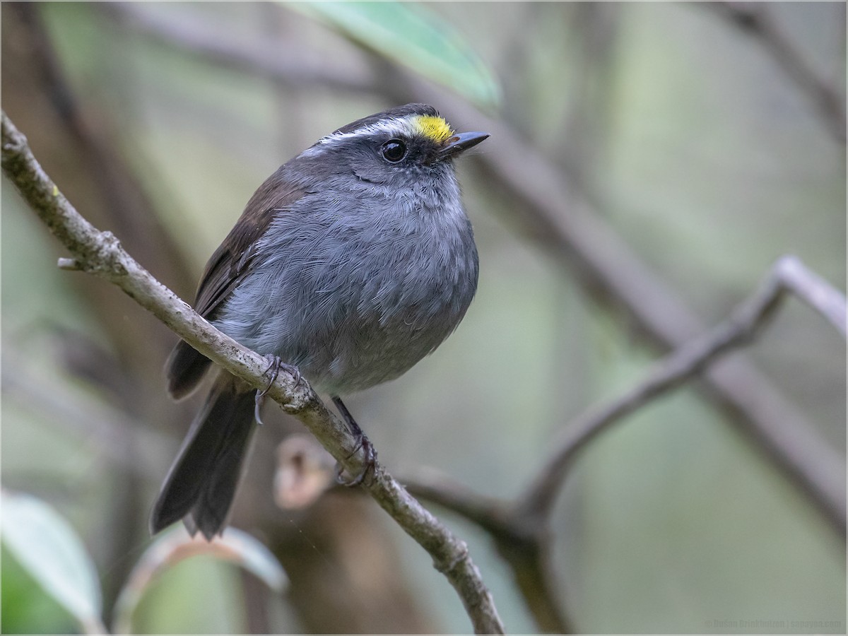 Crowned Chat-Tyrant - Silvicultrix frontalis - Birds of the World