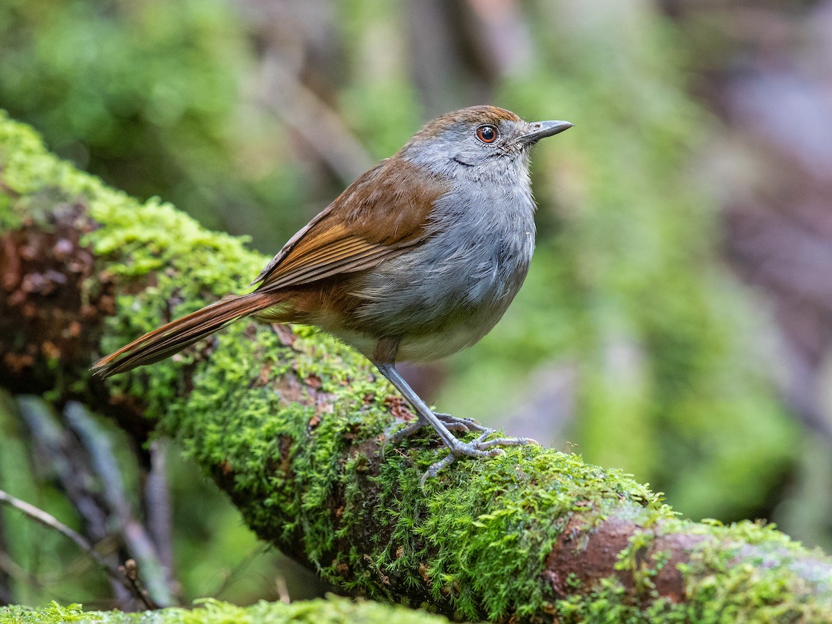 Bagobo Robin - Leonardina woodi - Birds of the World