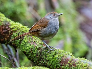 Bagobo Robin - Leonardina woodi - Birds of the World