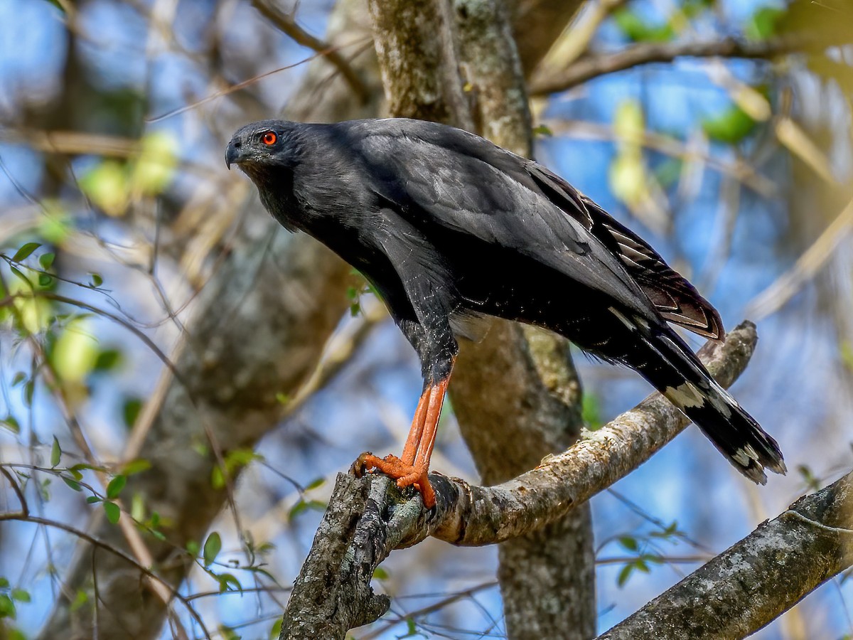 Crane Hawk - Geranospiza caerulescens - Birds of the World
