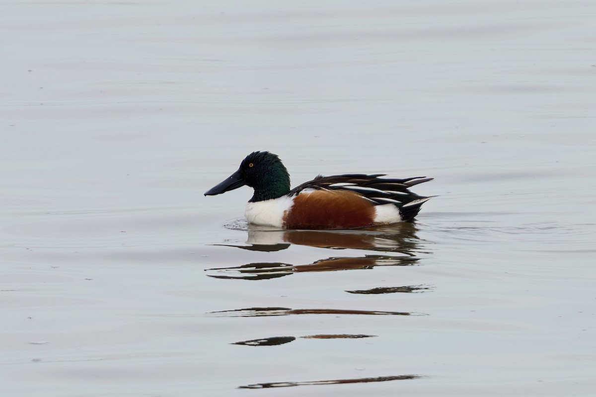 eBird Checklist - 27 Jan 2024 - Shoreline Park--Shoreline Lake area ...