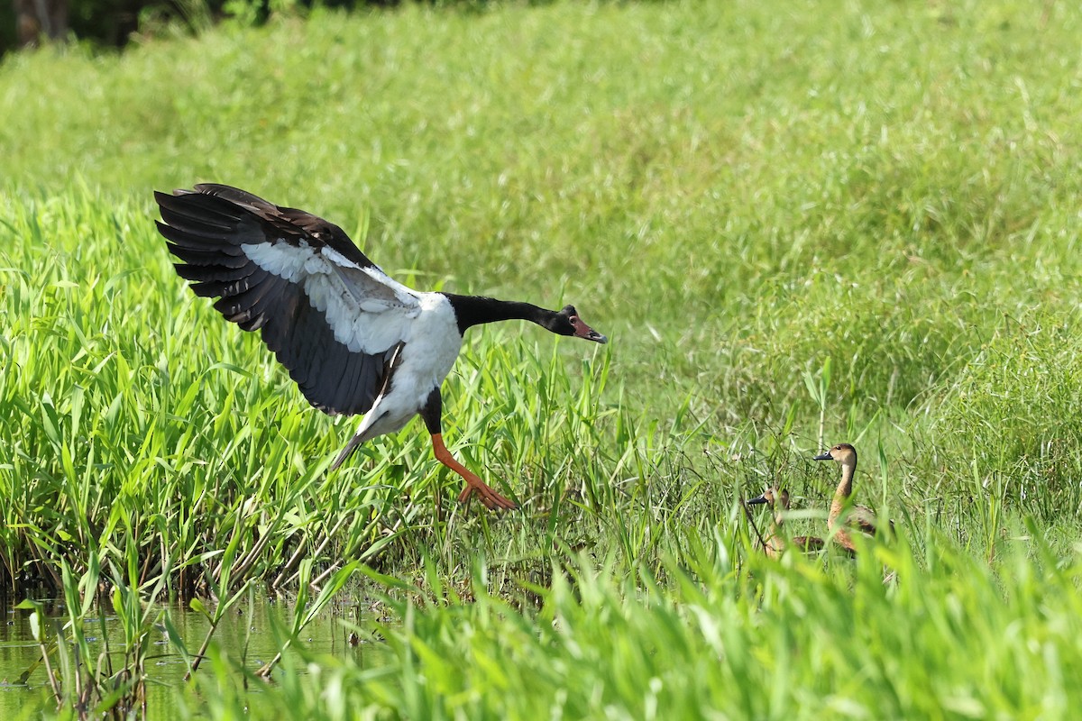 eBird Checklist - 30 Jan 2024 - Tyto Wetlands (Ingham) - 68 species