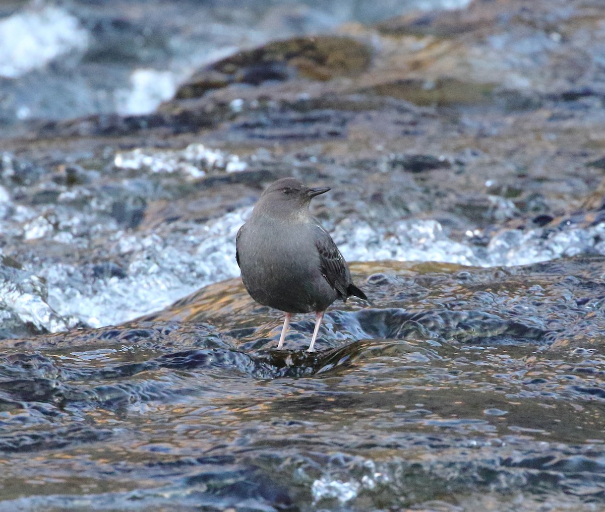 eBird Checklist - 29 Jan 2024 - Truckee River, Mayberry Park - 12 species