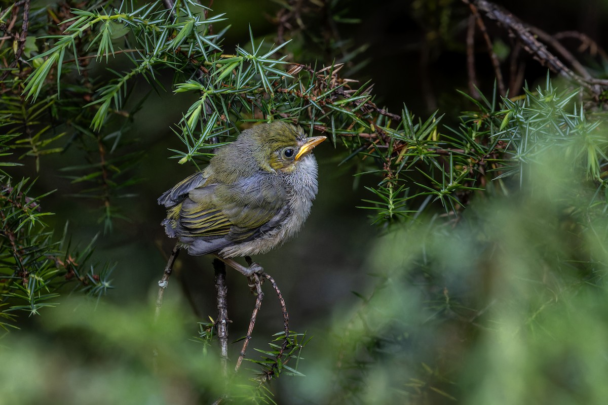New Zealand Bird Atlas Checklist - 29 Jan 2024 - Dunedin Botanic ...