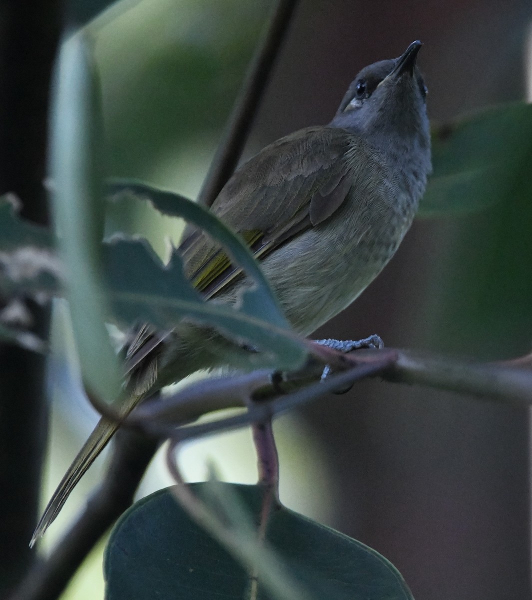 eBird Checklist - 30 Jan 2024 - Narara Glow Track - 39 species