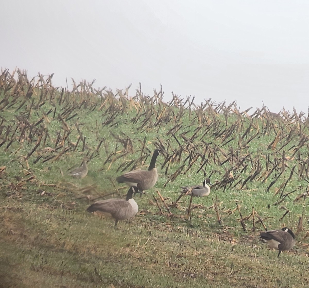 Pennsylvania Bird Atlas Checklist - 28 Jan 2024 - 335 Habecker Church Road, Lancaster ...