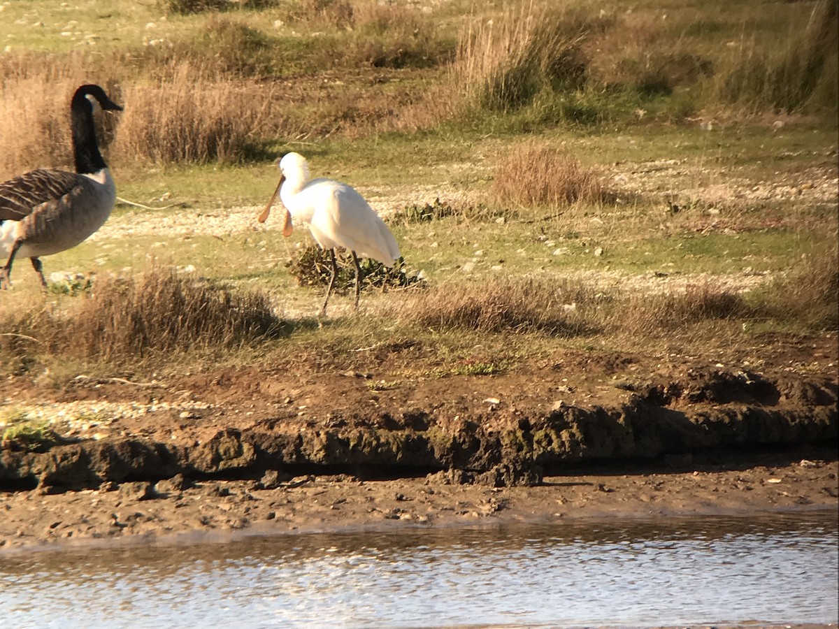 eBird Checklist - 20 Oct 2018 - Hayle Estuary RSPB Reserve--Ryans Field ...