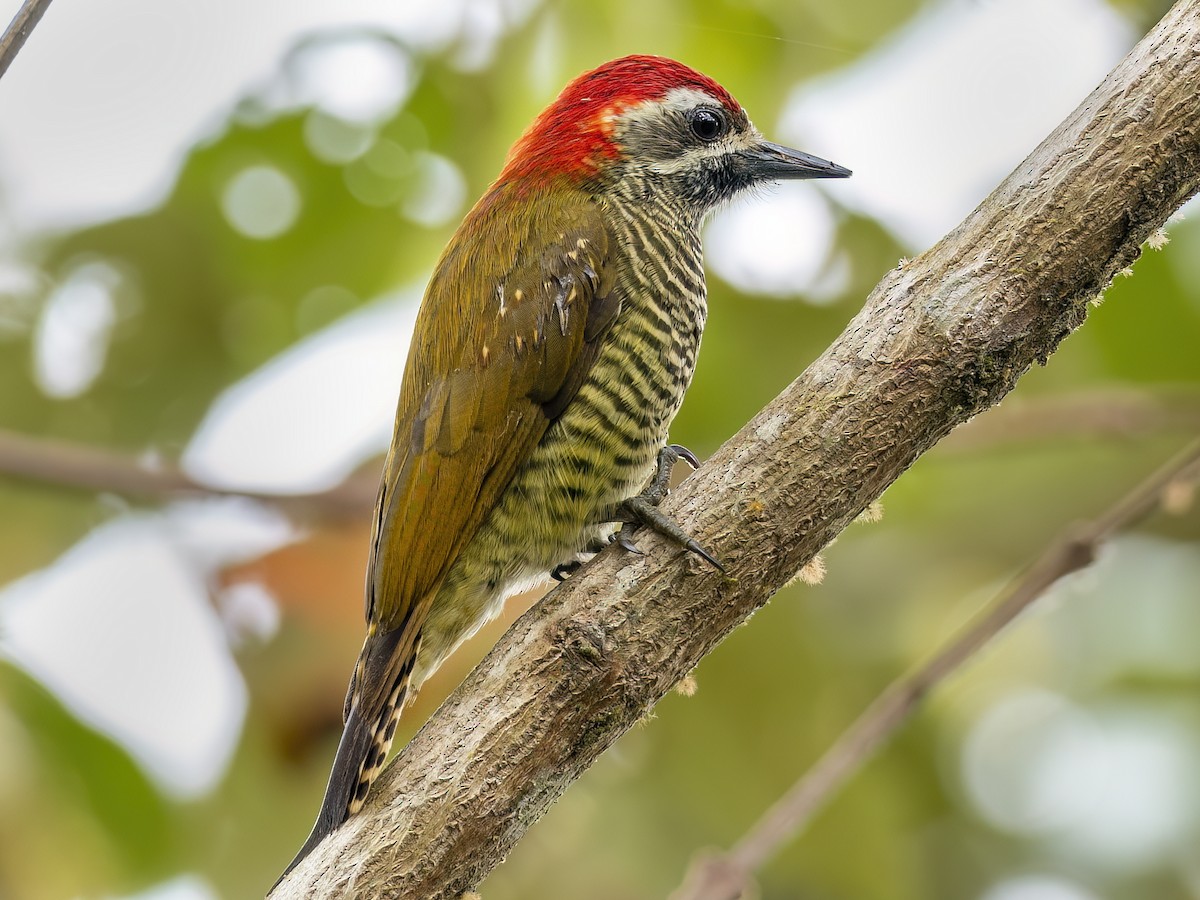 Yellow-vented Woodpecker - Veniliornis dignus - Birds of the World
